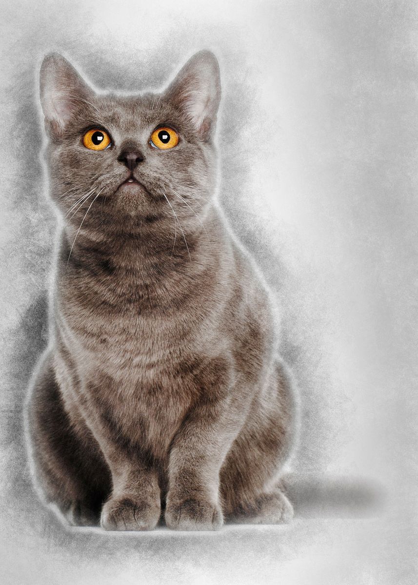 'Chartreux cat 9 months old' Poster, picture, metal print, paint by ...