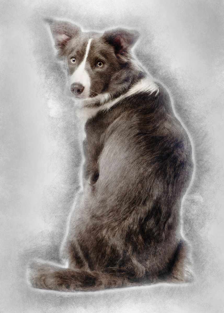 'Rear view of a Border Coll' Poster by Noahs Ark | Displate