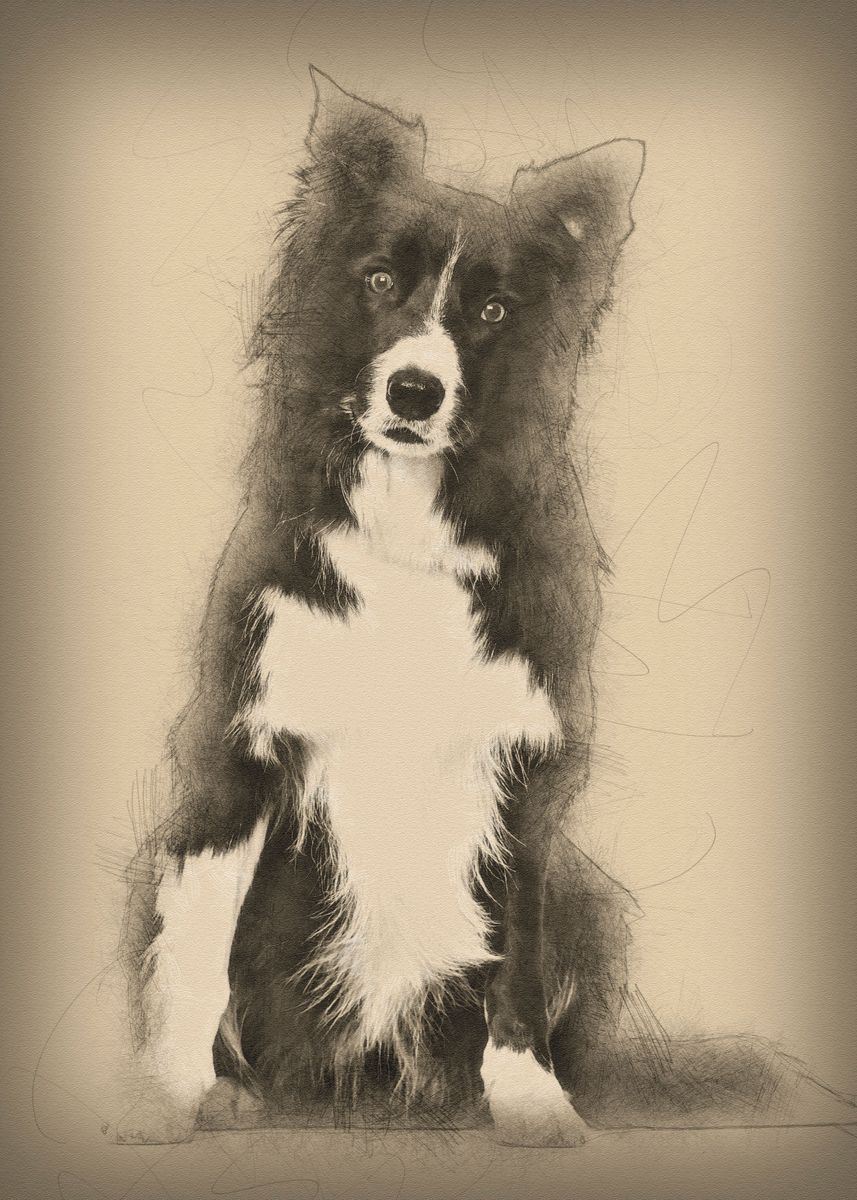 'Border Collie dog sitting ' Poster by Noahs Ark | Displate