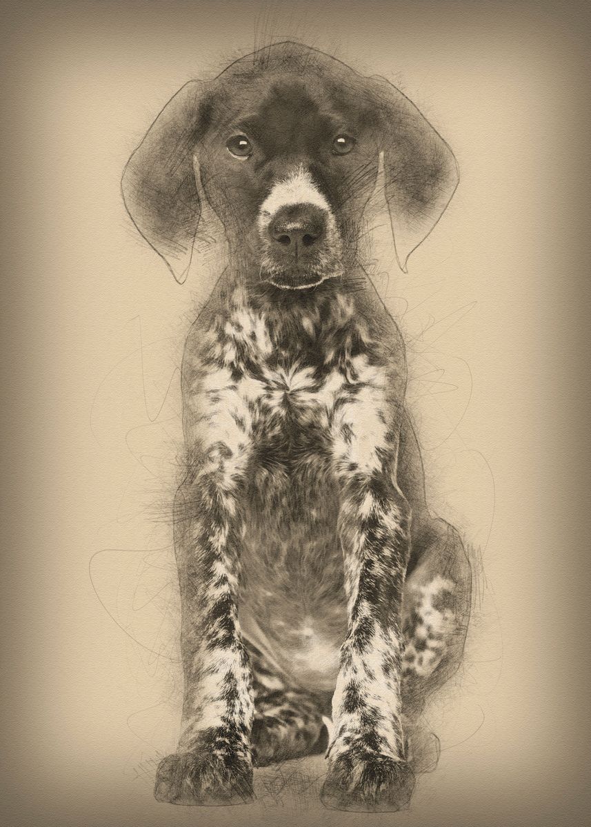 'German Shorthaired Pointer' Poster, picture, metal print, paint by ...