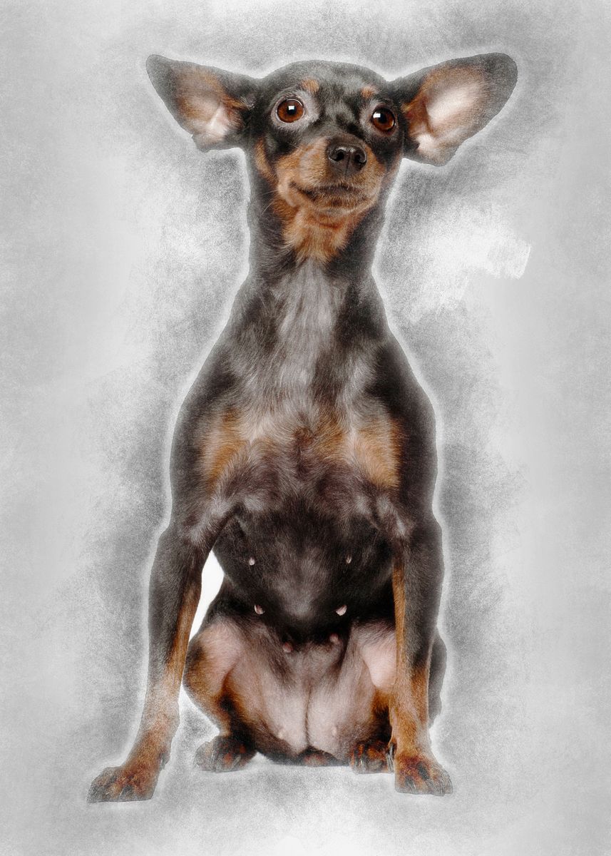 'Miniature pincher 3 years ' Poster, picture, metal print, paint by ...