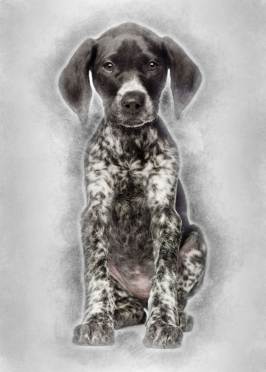 'German Shorthaired Pointer' Poster, picture, metal print, paint by ...