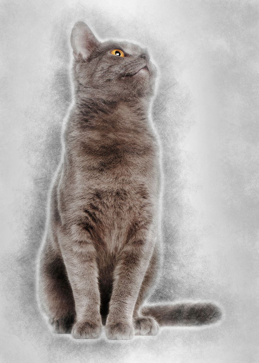 'Chartreux cat 9 months old' Poster, picture, metal print, paint by ...