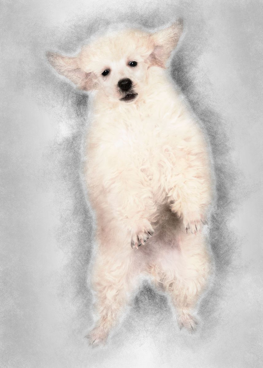 'Flying Poodle puppy agains' Poster, picture, metal print, paint by ...
