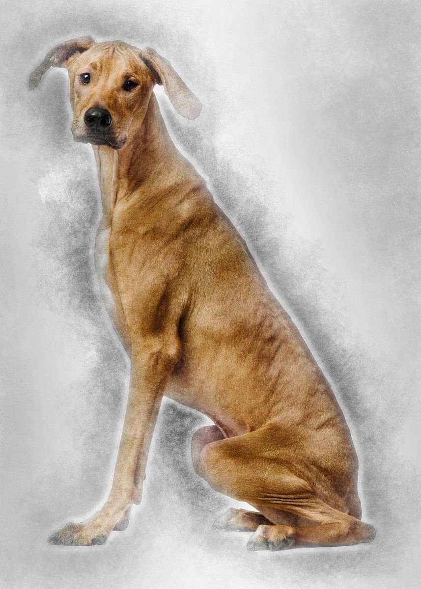 'Rhodesian Ridgeback sittin' Poster, picture, metal print, paint by ...