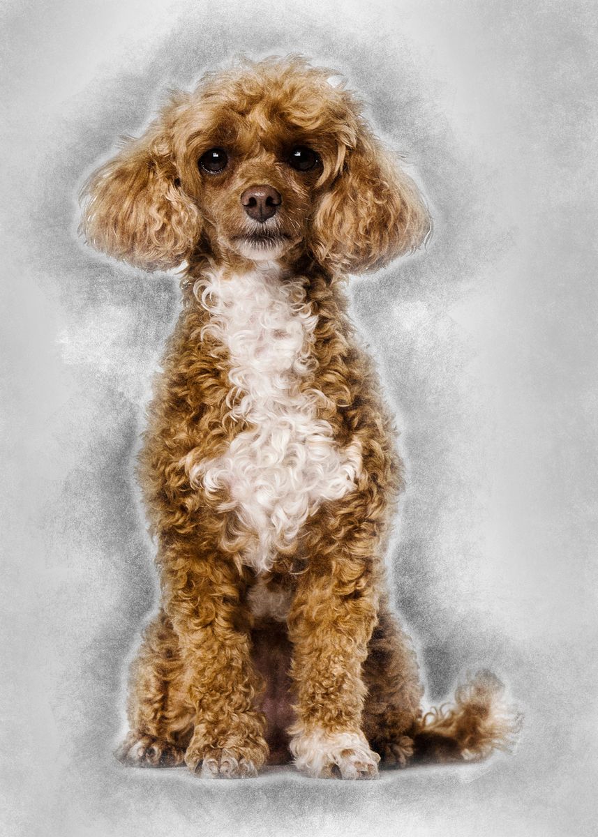 'Poodle dog sitting and loo' Poster by Noahs Ark | Displate