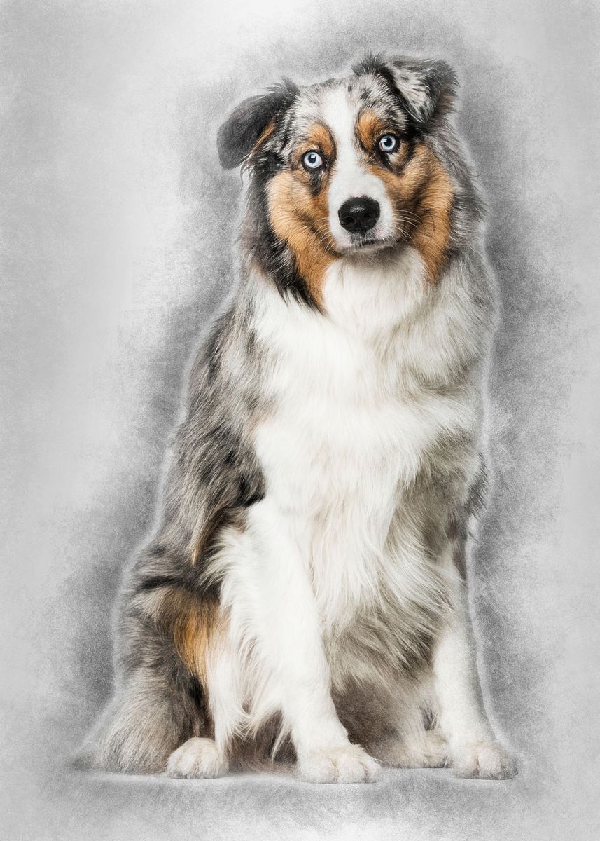 'Australian Shepherd dog si' Poster, picture, metal print, paint by ...