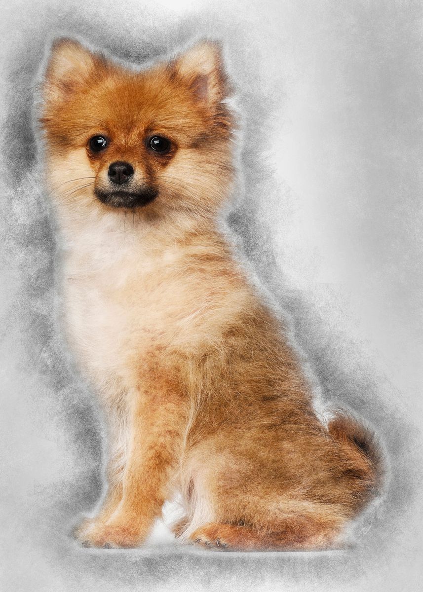 'Spitz puppy 3 months old s' Poster by Noahs Ark | Displate