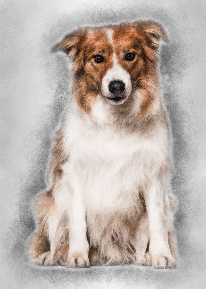 'Border Collie dog sitting ' Poster by Noahs Ark | Displate