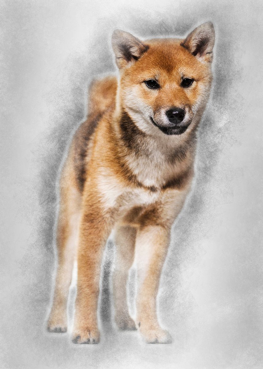 'Shiba Inu dog standing aga' Poster, picture, metal print, paint by ...