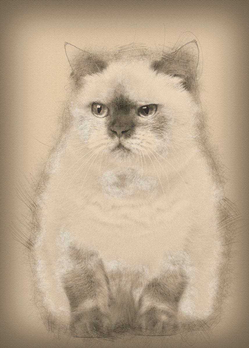 'Fat British Shorthair 25 y' Poster by Noahs Ark | Displate