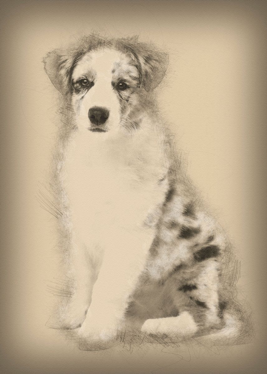 'Australian Shepherd puppy ' Poster by Noahs Ark | Displate