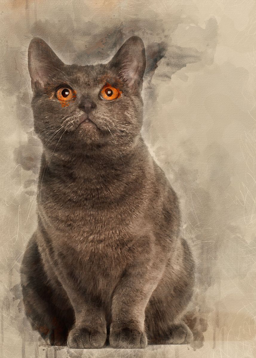 'Chartreux cat 9 months old' Poster, picture, metal print, paint by ...