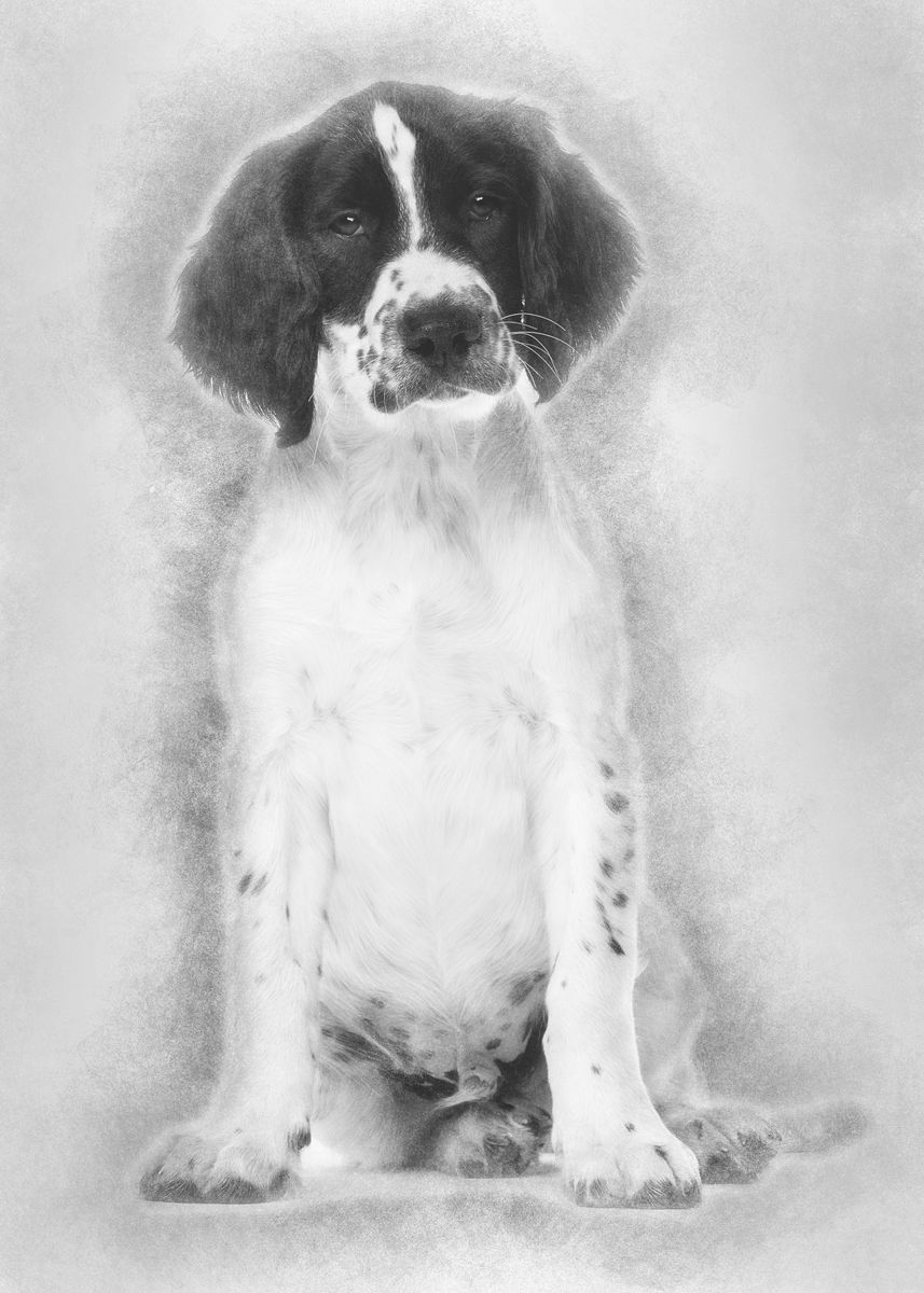 'English Springer Spaniel s' Poster, picture, metal print, paint by ...