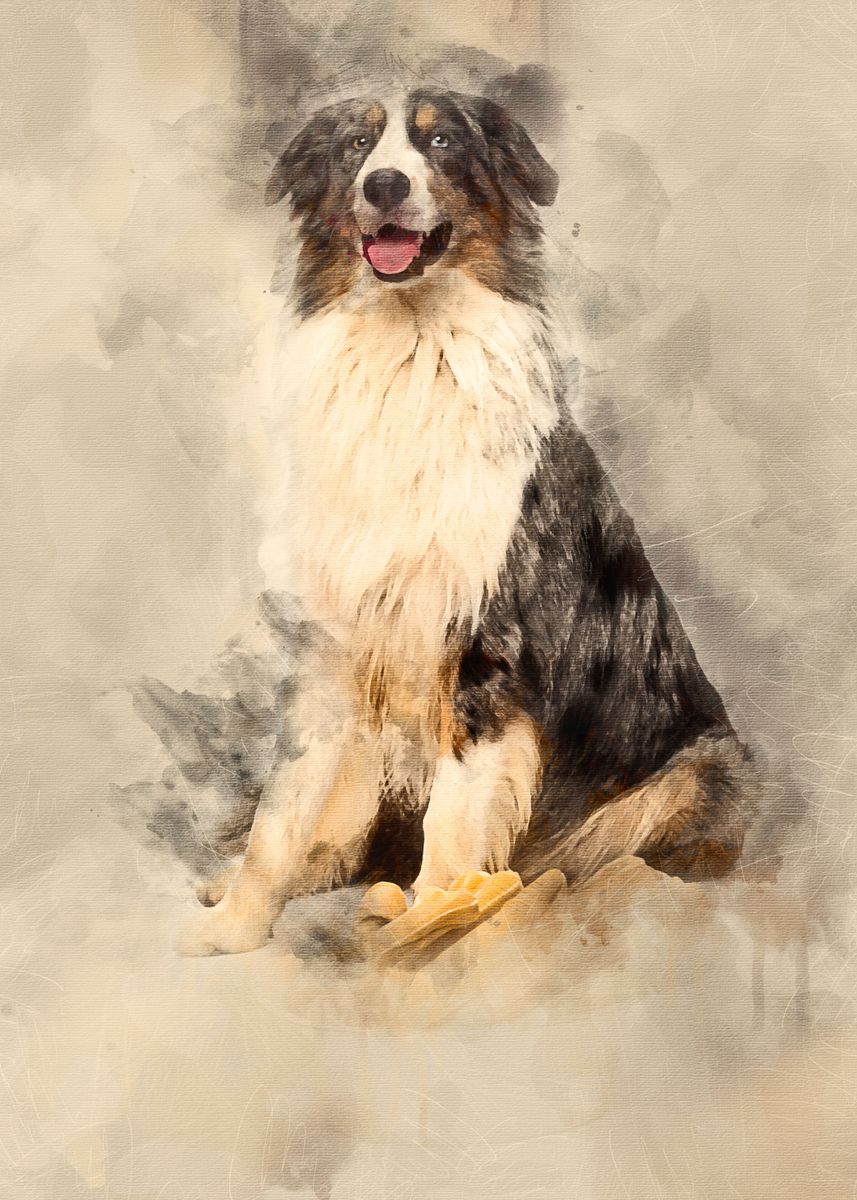 'Australian Shepherd sittin' Poster, picture, metal print, paint by ...