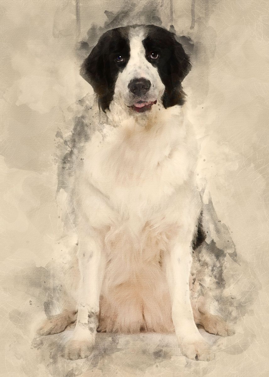 'Black and white Landseer d' Poster by Noahs Ark | Displate