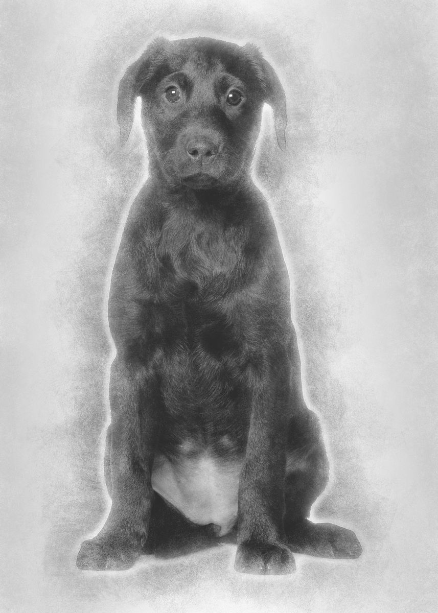 'Labrador puppy 3 months ol' Poster, picture, metal print, paint by ...