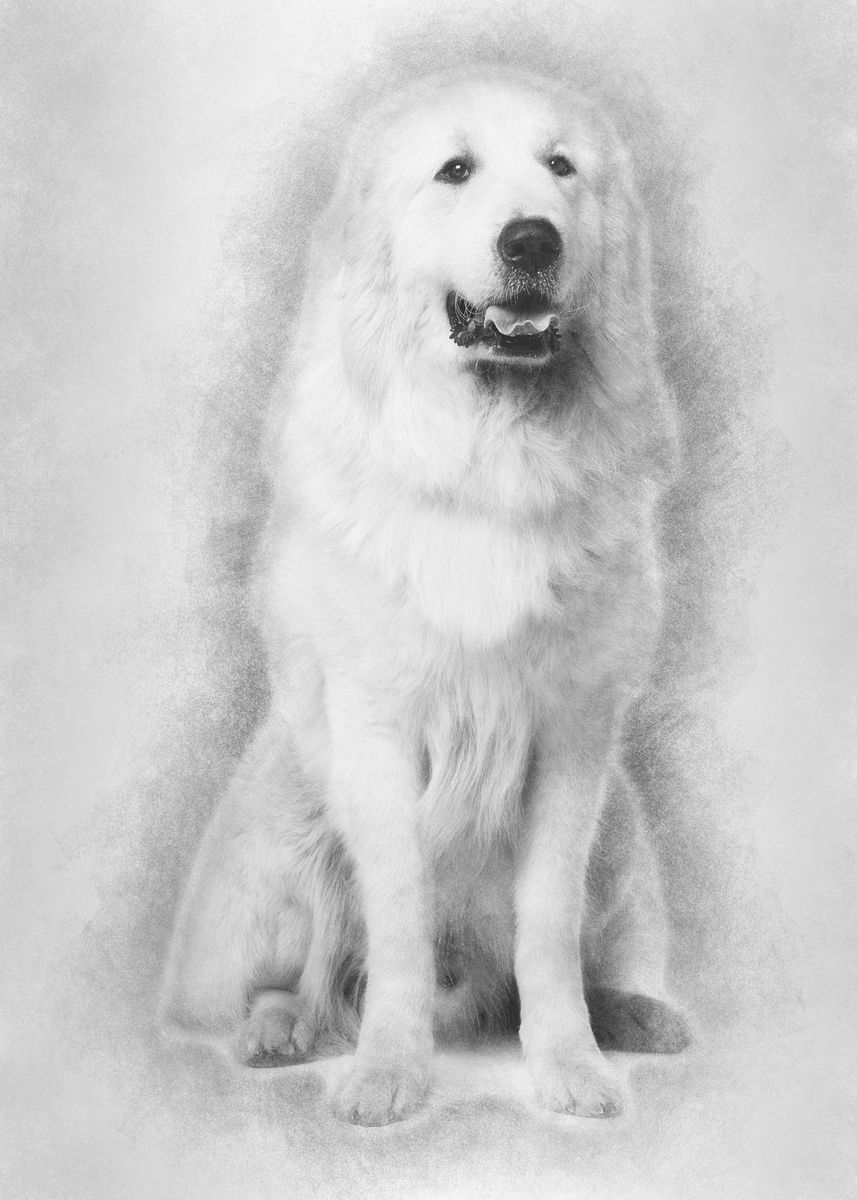 'Great Pyrenees or Pyrenean' Poster, picture, metal print, paint by ...