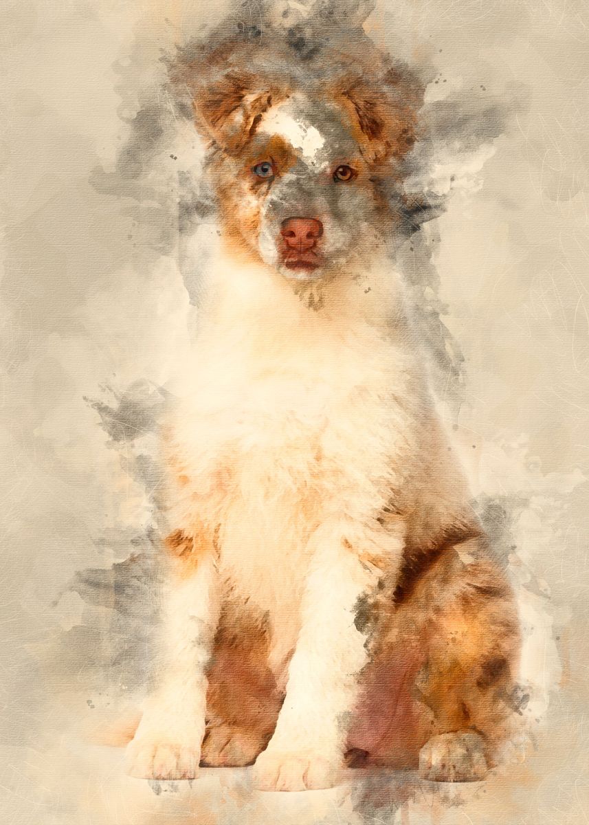 'Australian Shepherd puppy ' Poster, picture, metal print, paint by ...