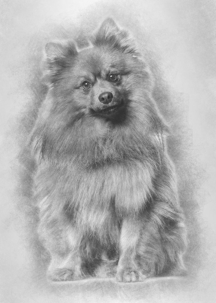 'Keeshond dog looking at ca' Poster, picture, metal print, paint by ... 'Keeshond dog looking at ca' Poster, picture, metal print, paint by ...