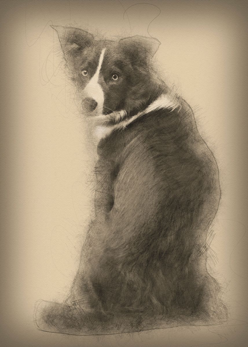 'Rear view of a Border Coll' Poster by Noahs Ark | Displate