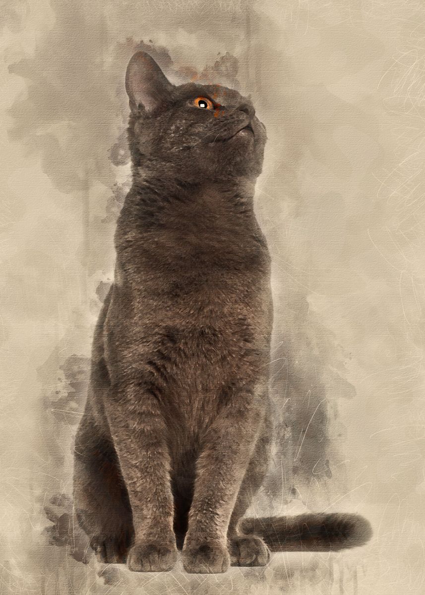 'Chartreux cat 9 months old' Poster, picture, metal print, paint by ...