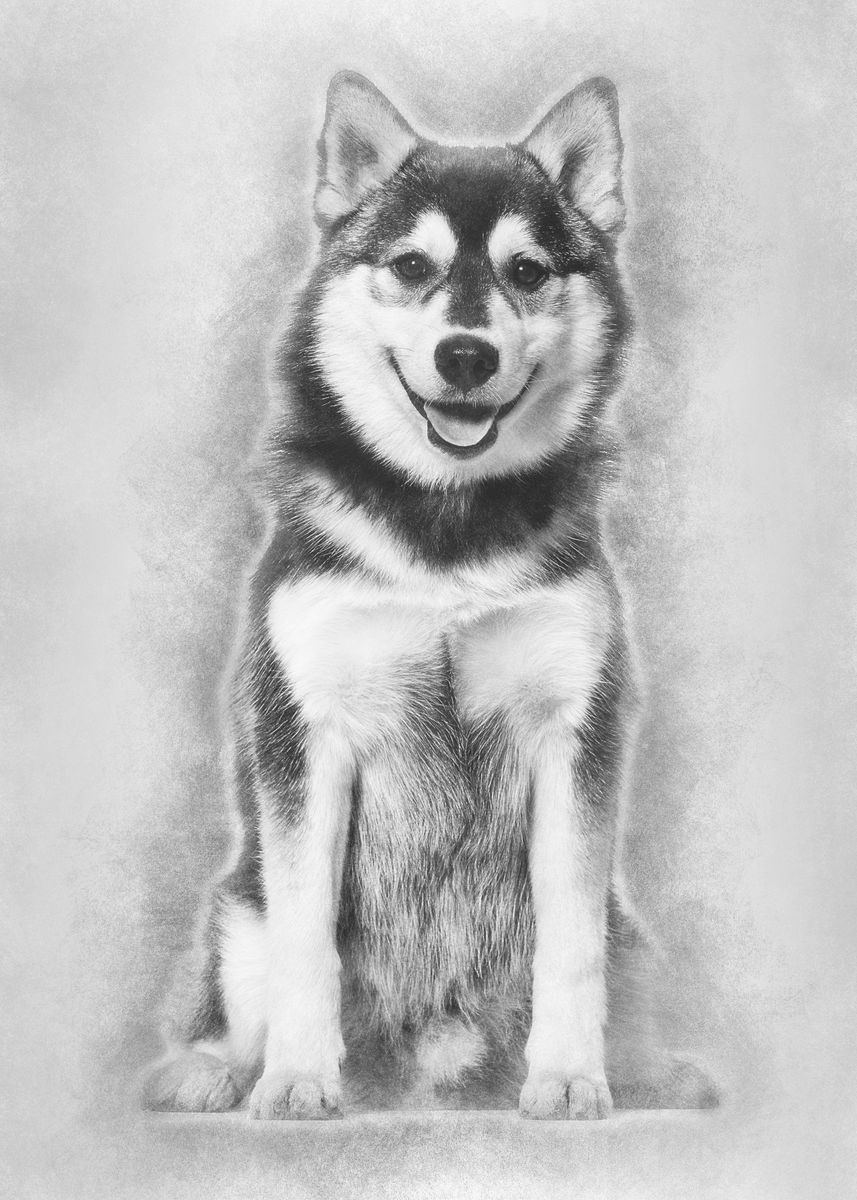 'Pomsky dog sitting against' Poster by Noahs Ark | Displate