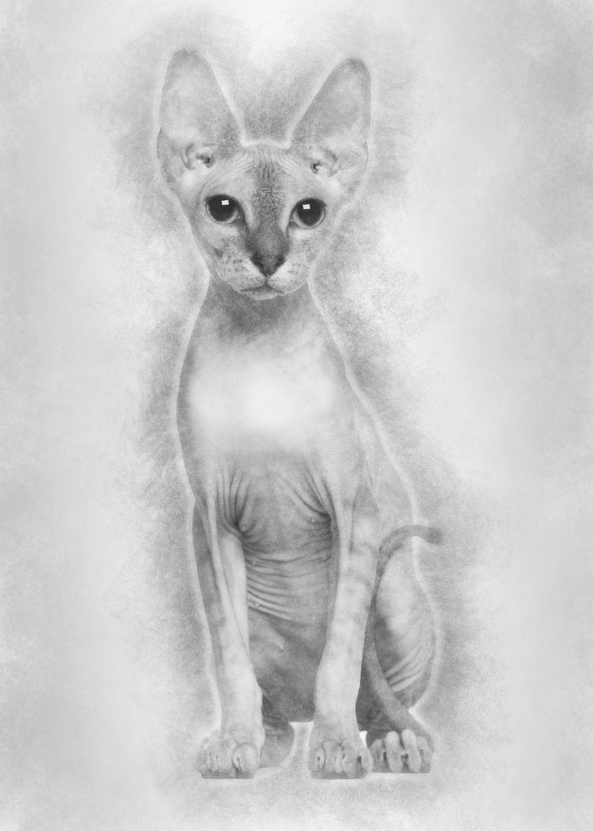 'Portrait of Sphynx cat 6 m' Poster by Noahs Ark | Displate