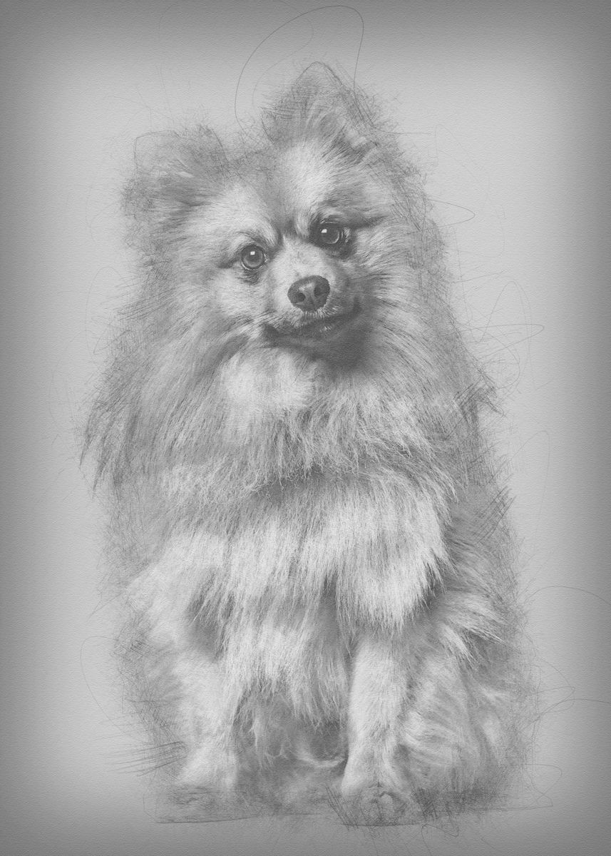 'Keeshond dog looking at ca' Poster, picture, metal print, paint by ... 'Keeshond dog looking at ca' Poster, picture, metal print, paint by ...