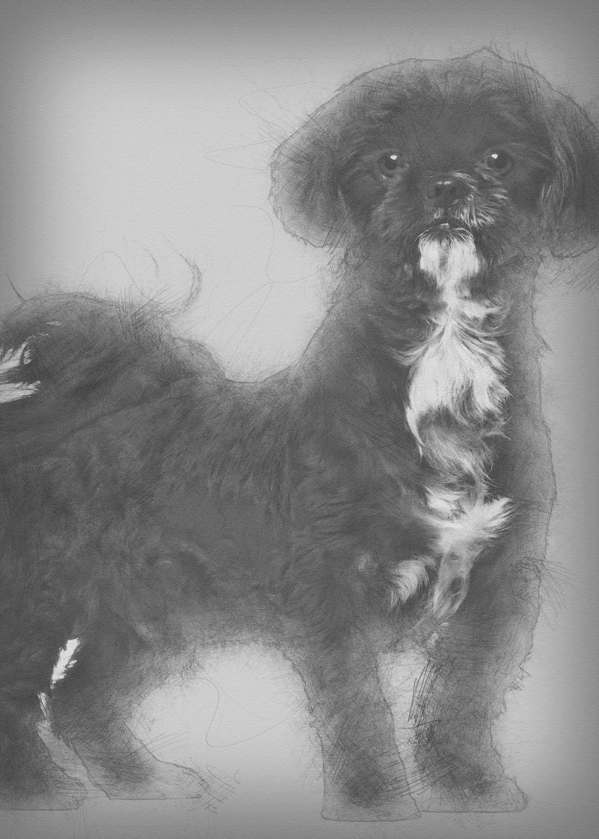 'Shih Tzu standing' Poster, picture, metal print, paint by Noahs Ark ...