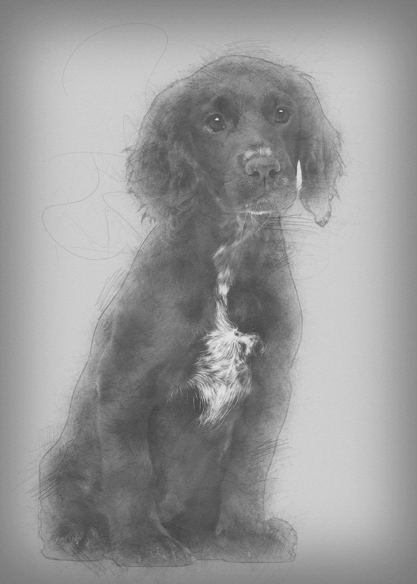 'Working Cocker Spaniel sit' Poster, picture, metal print, paint by ...