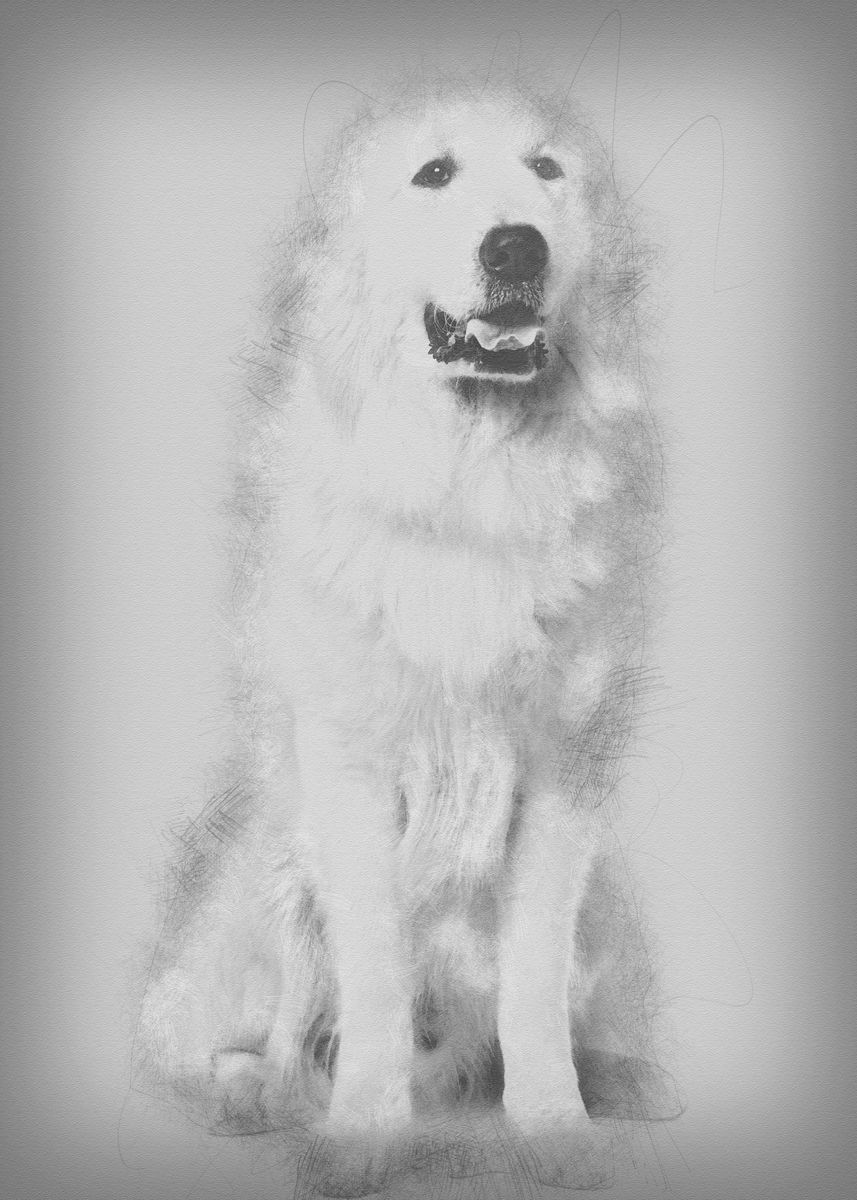 'Great Pyrenees or Pyrenean' Poster, picture, metal print, paint by ...