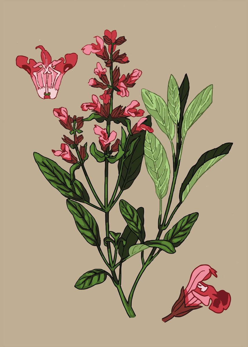 'Salvia flower' Poster, picture, metal print, paint by Joanna Rzepecka ...