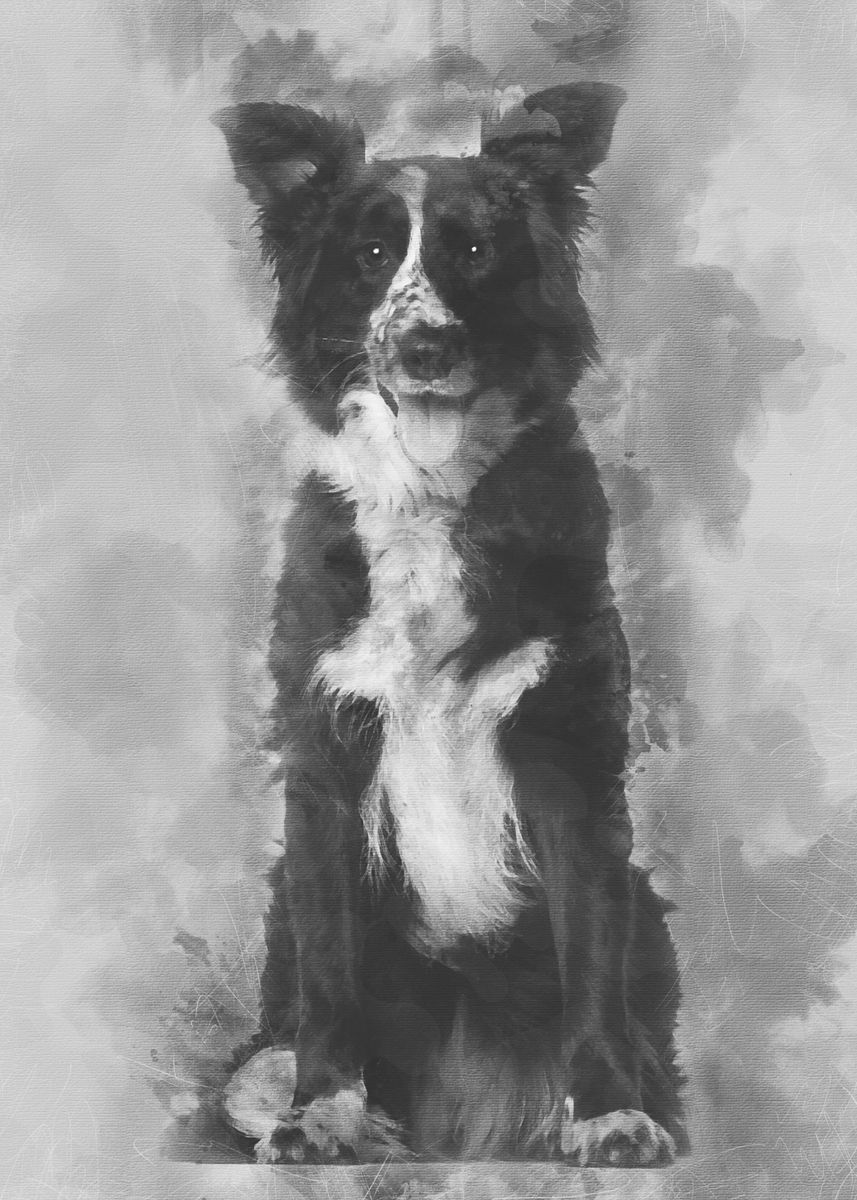 'Portrait of Border Collie ' Poster, picture, metal print, paint by ...