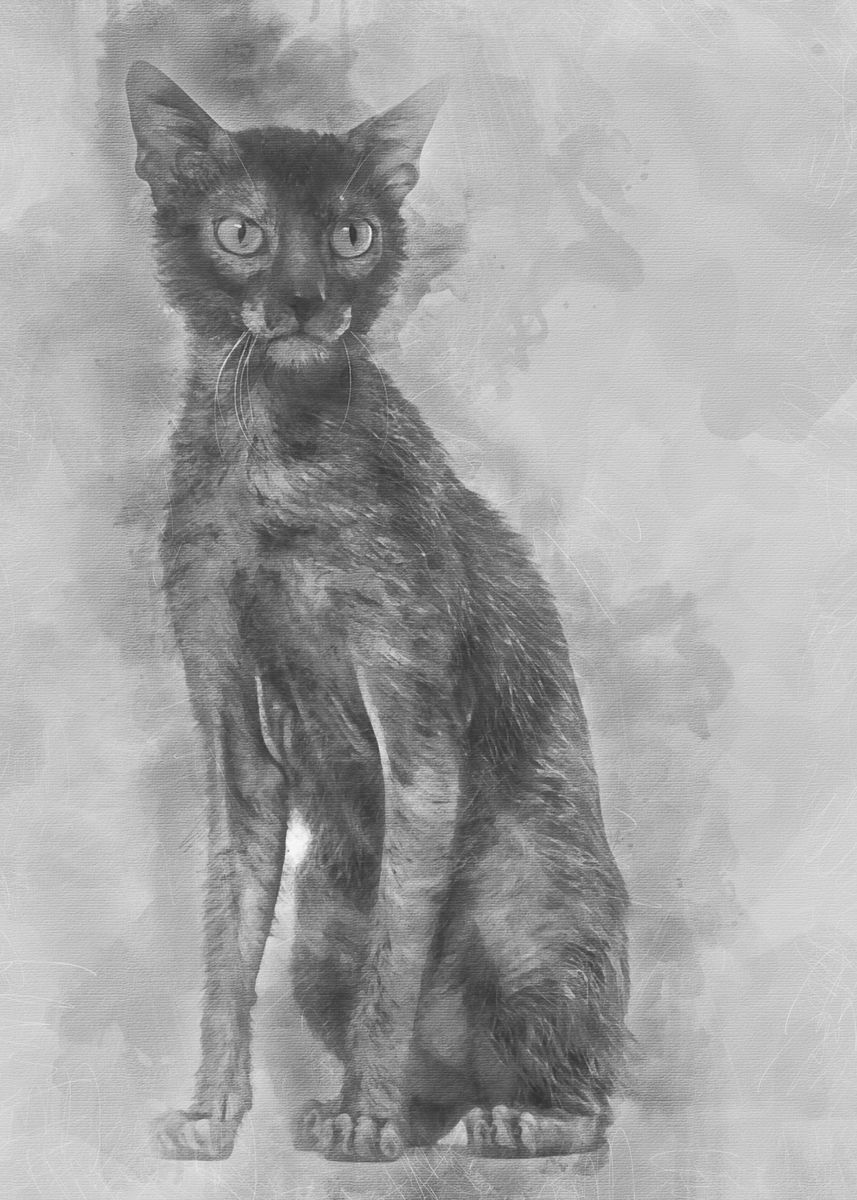 'Lykoi cat also called the ' Poster, picture, metal print, paint by ...