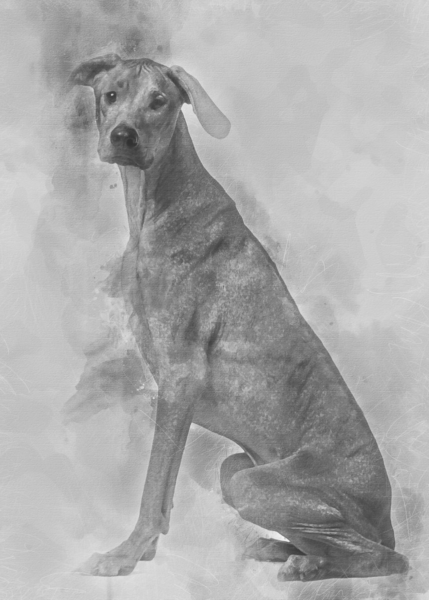 'Rhodesian Ridgeback sittin' Poster by Noahs Ark | Displate