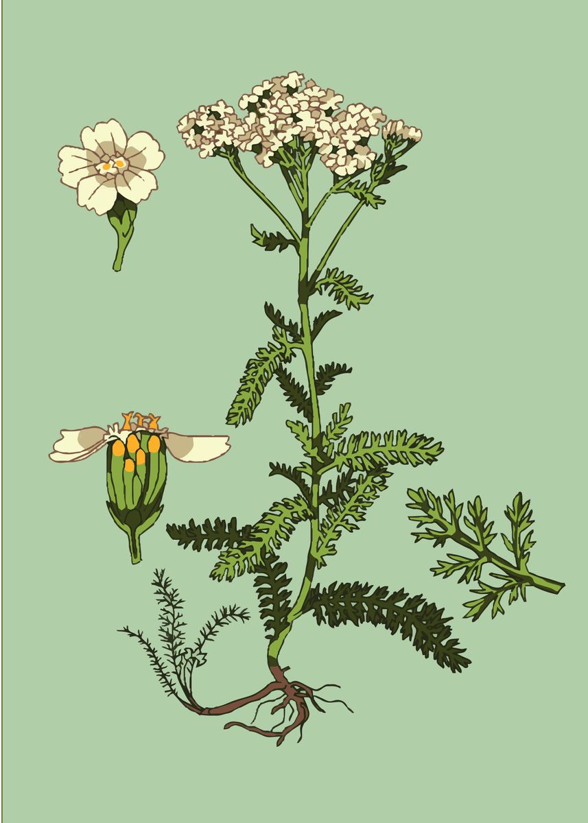 'Yarrow' Poster, picture, metal print, paint by Joanna Rzepecka | Displate