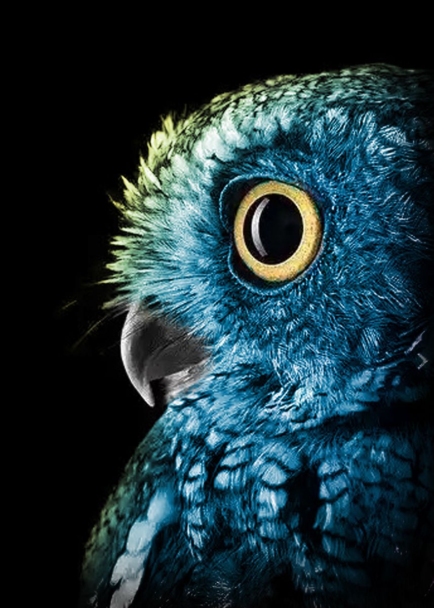 'Dark Blue owl' Poster, picture, metal print, paint by Khaerul Anam ...