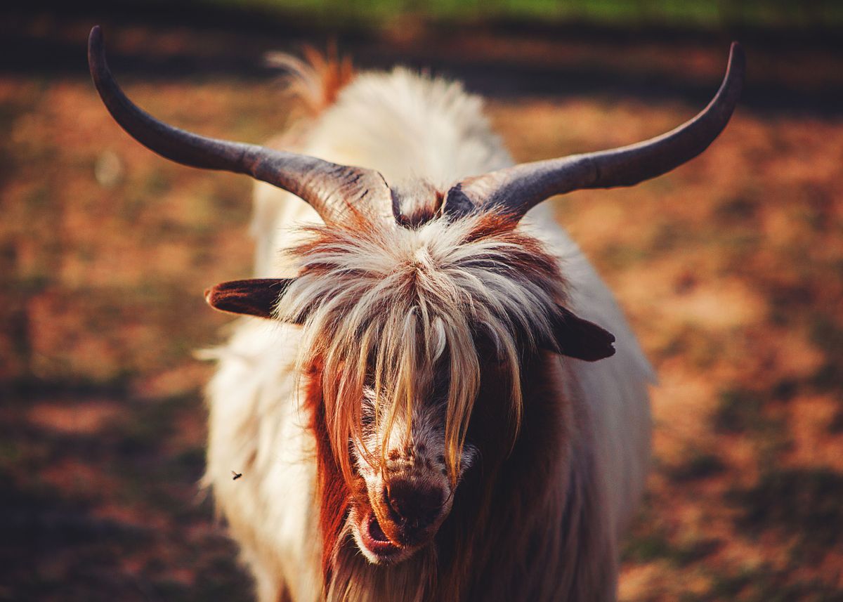 'Horns' Poster by Chris Thodd | Displate