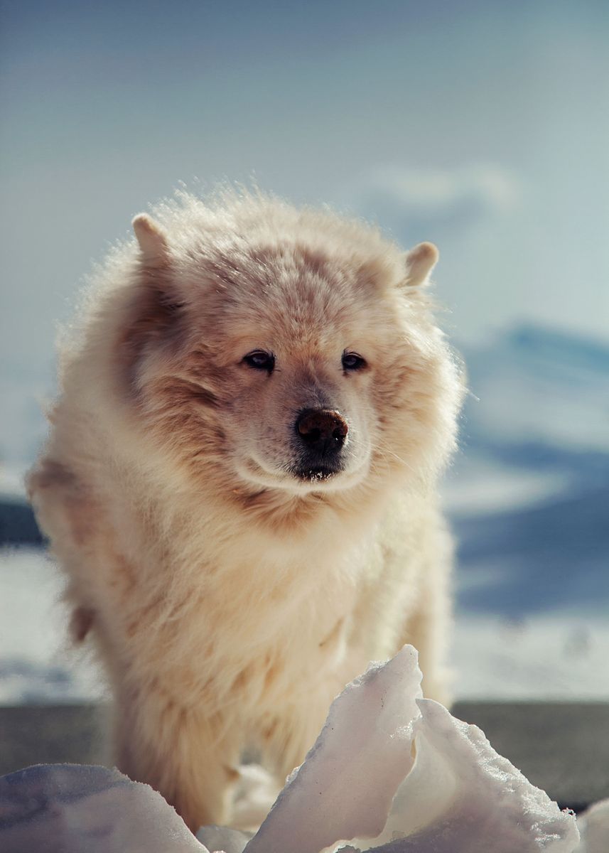 'White Fluffy Dog' Poster by Chris Thodd | Displate