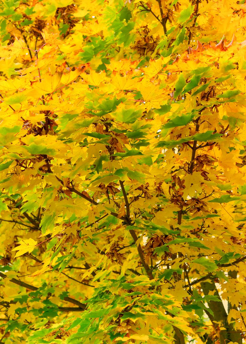 'Autumn Tree' Poster, picture, metal print, paint by Svetlana Sewell ...