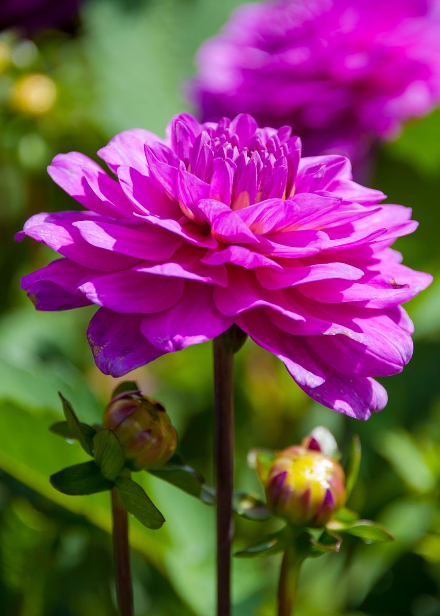 'Georgina flower' Poster by Svetlana Sewell | Displate