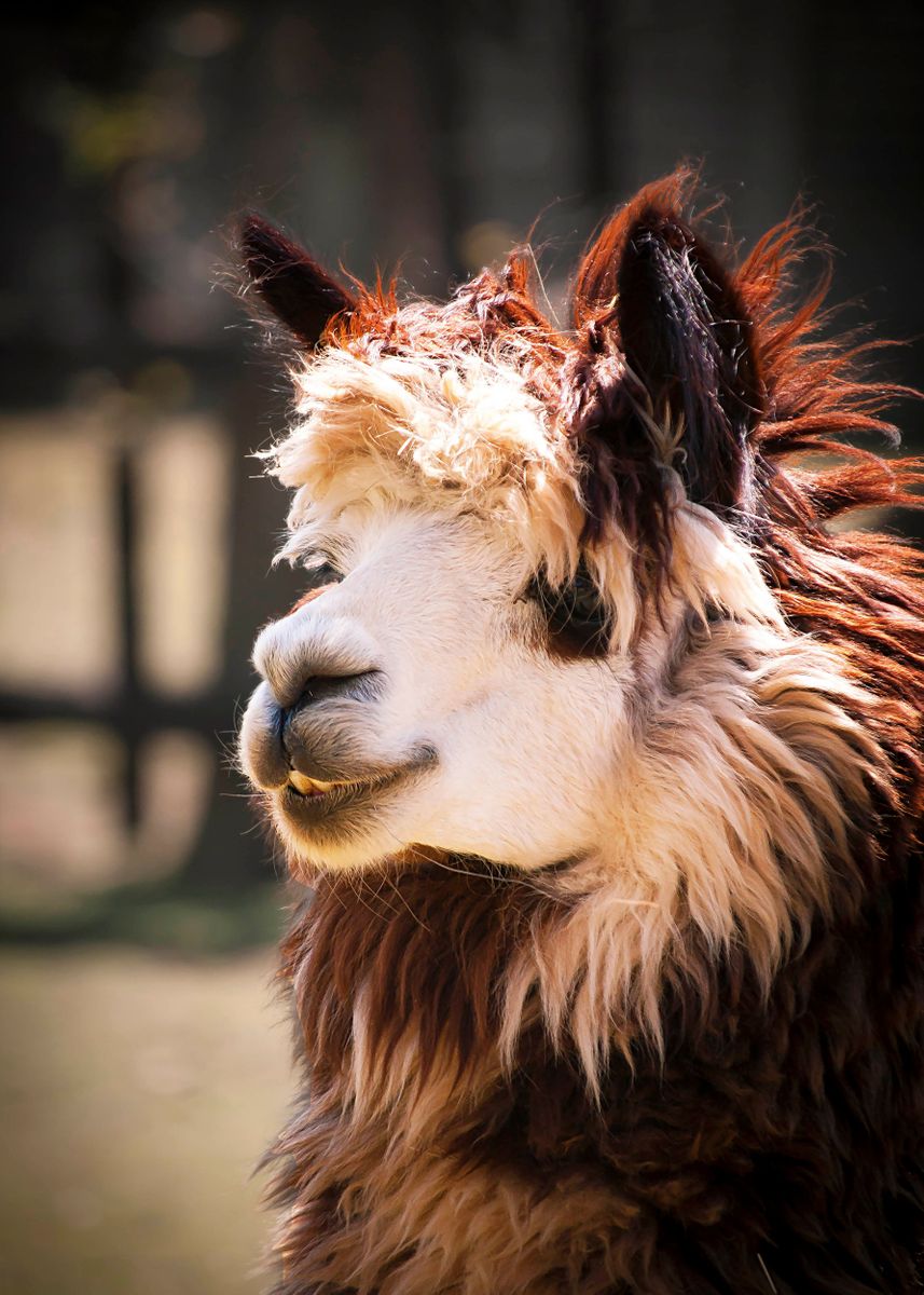 'Alpaca Stare' Poster, picture, metal print, paint by Paula HH | Displate