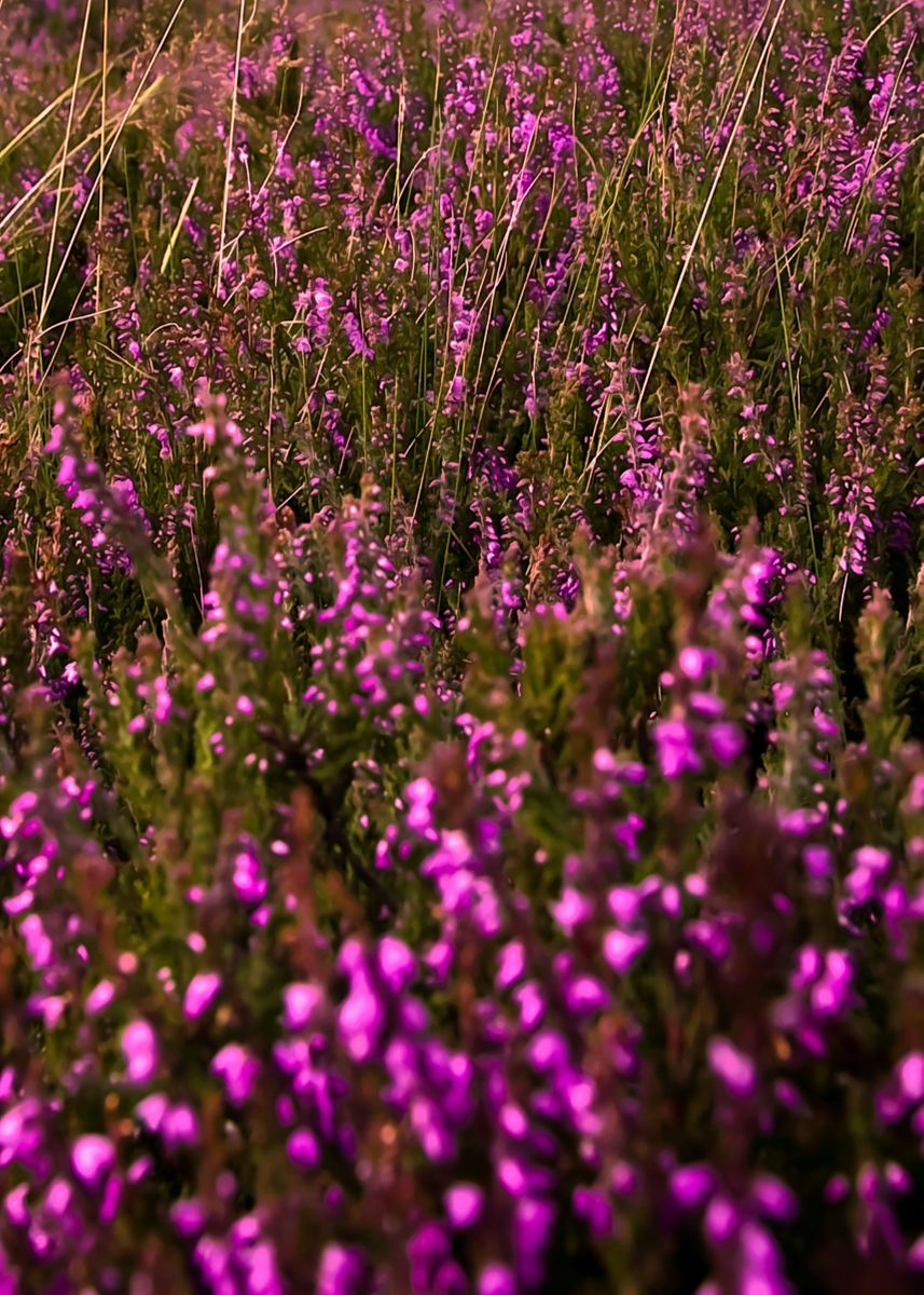 'Flower Field' Poster, picture, metal print, paint by Svetlana Sewell ...