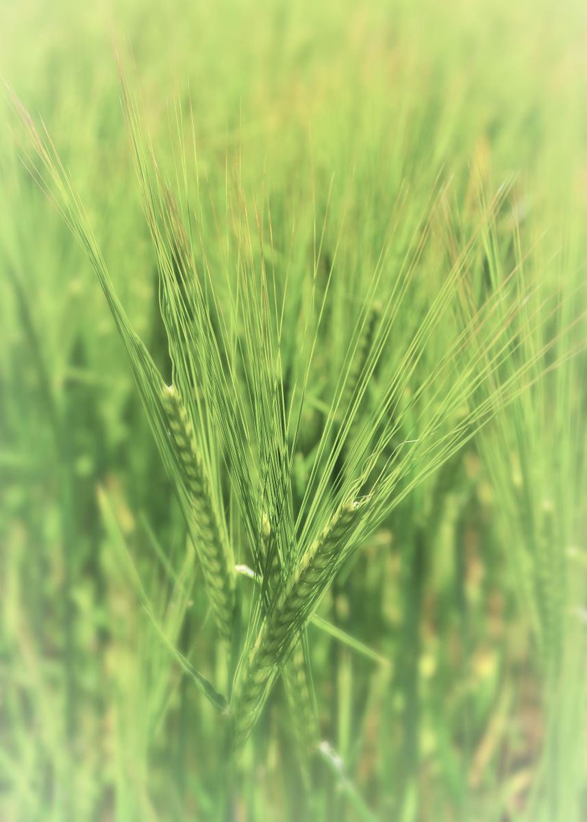 'Grass Abstract' Poster by Svetlana Sewell | Displate