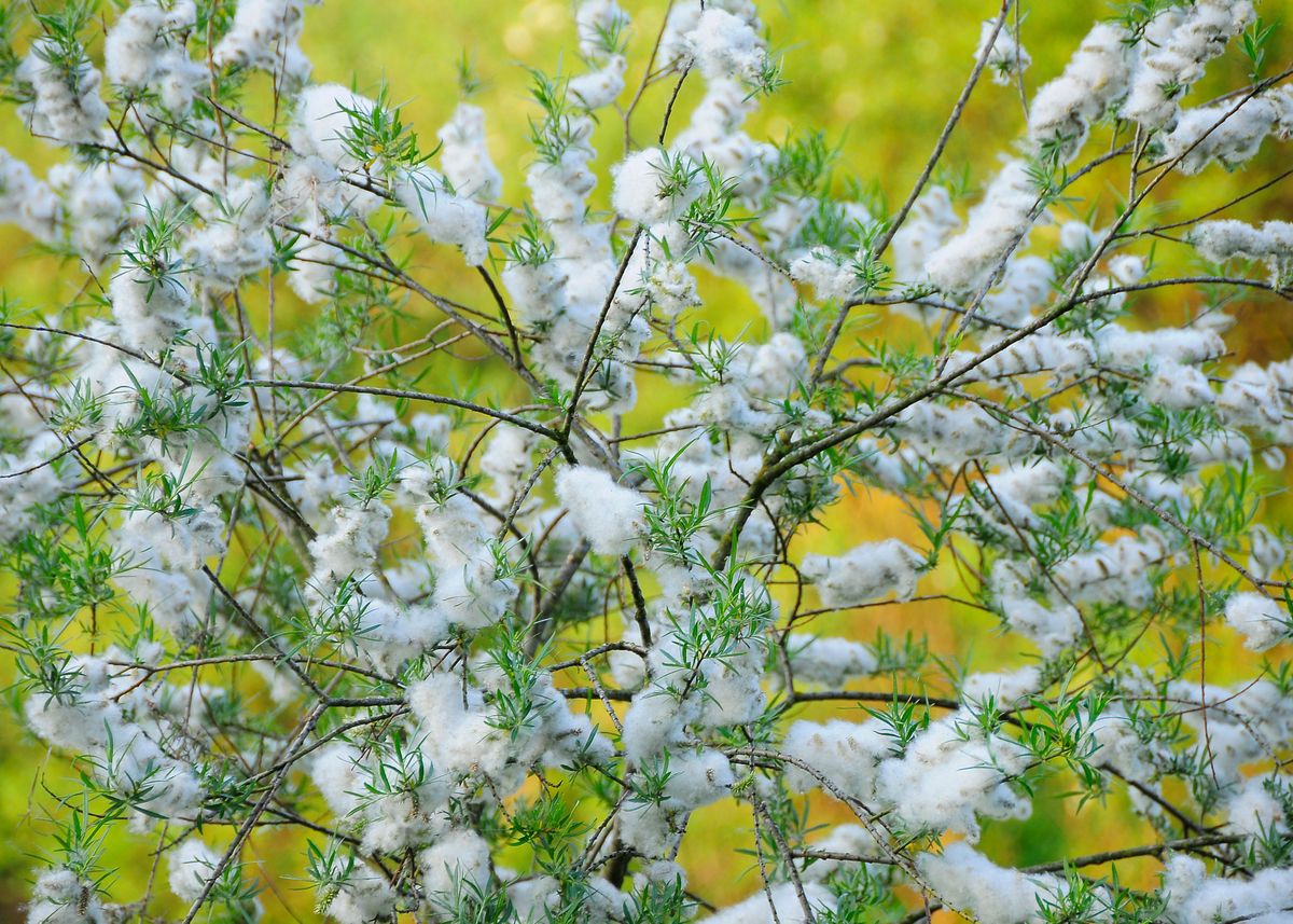 'Cotton' Poster by Svetlana Sewell | Displate