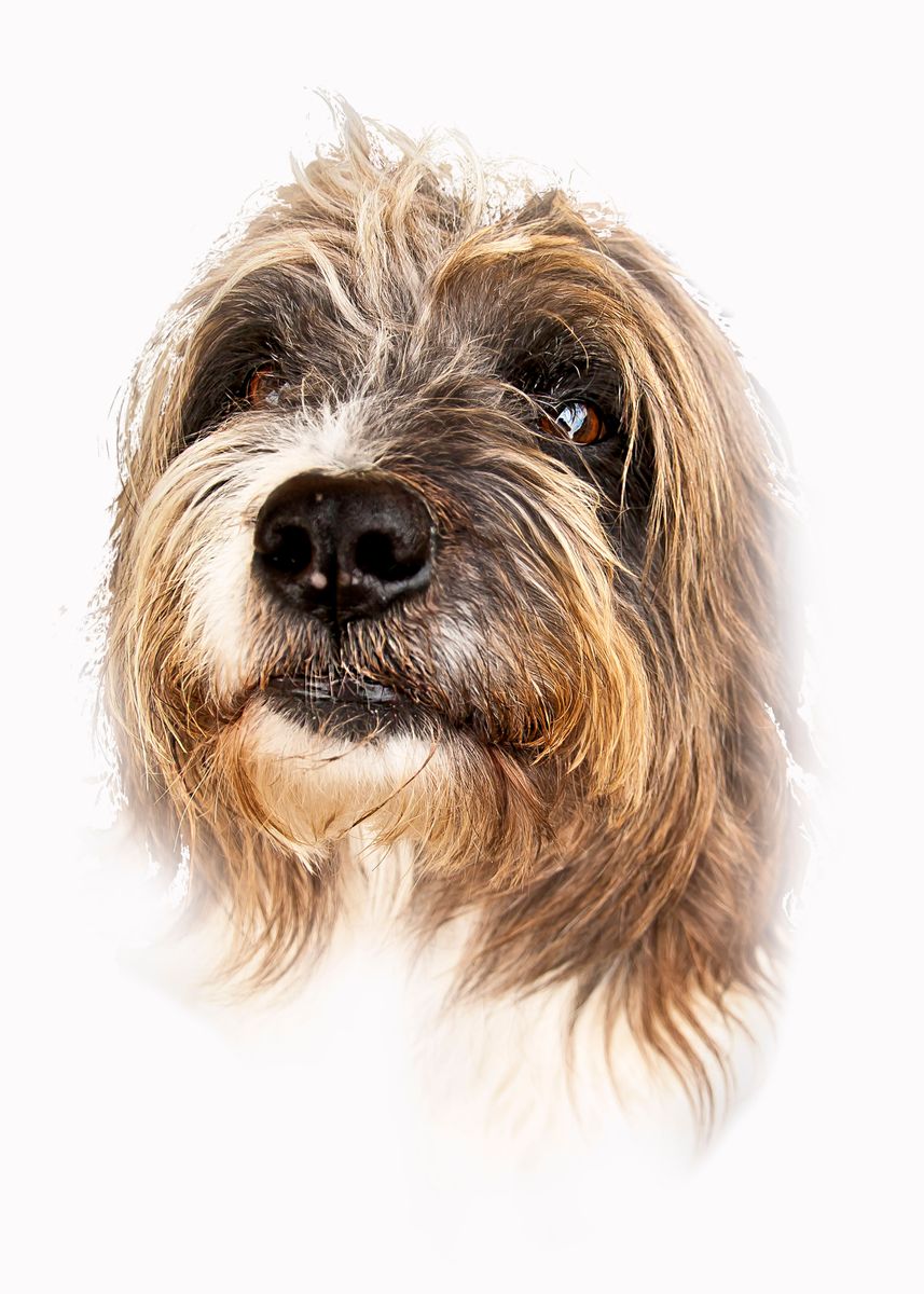 'Benson the Dog' Poster, picture, metal print, paint by Paula HH | Displate