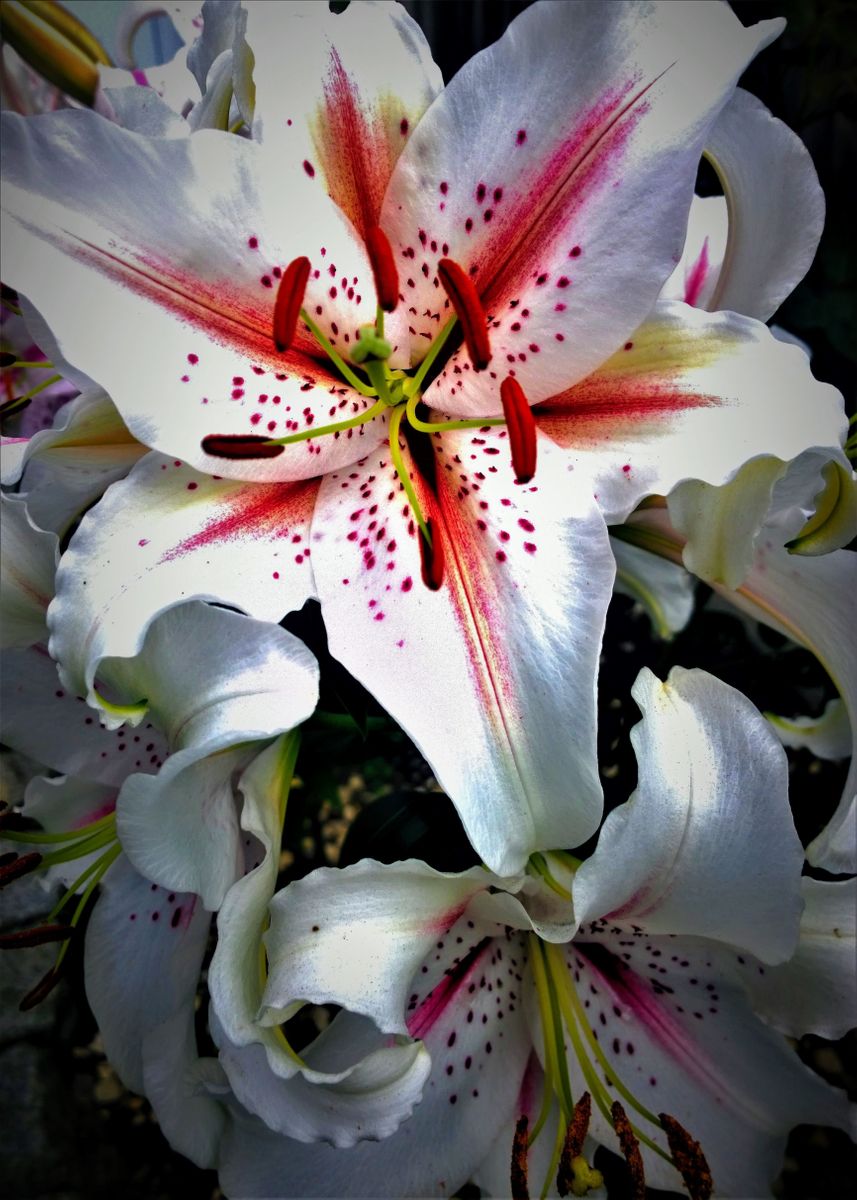 'White Lily Digital Art' Poster, picture, metal print, paint by John ...