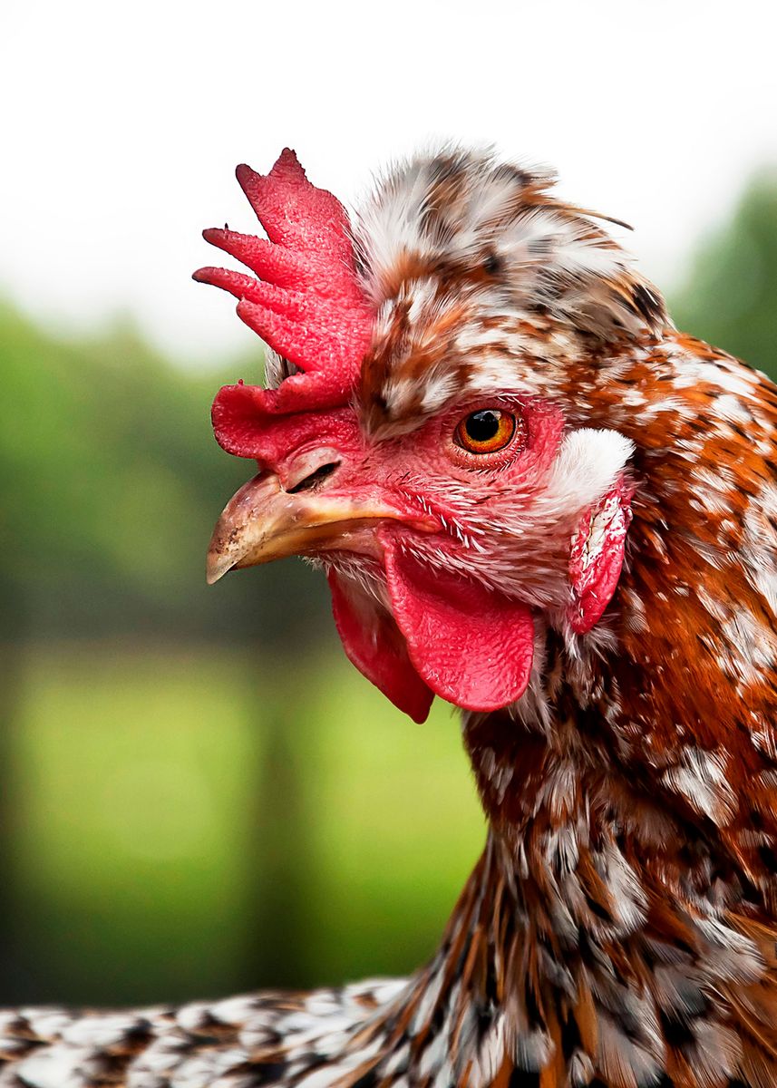 'Chicken ' Poster, picture, metal print, paint by Paula HH | Displate