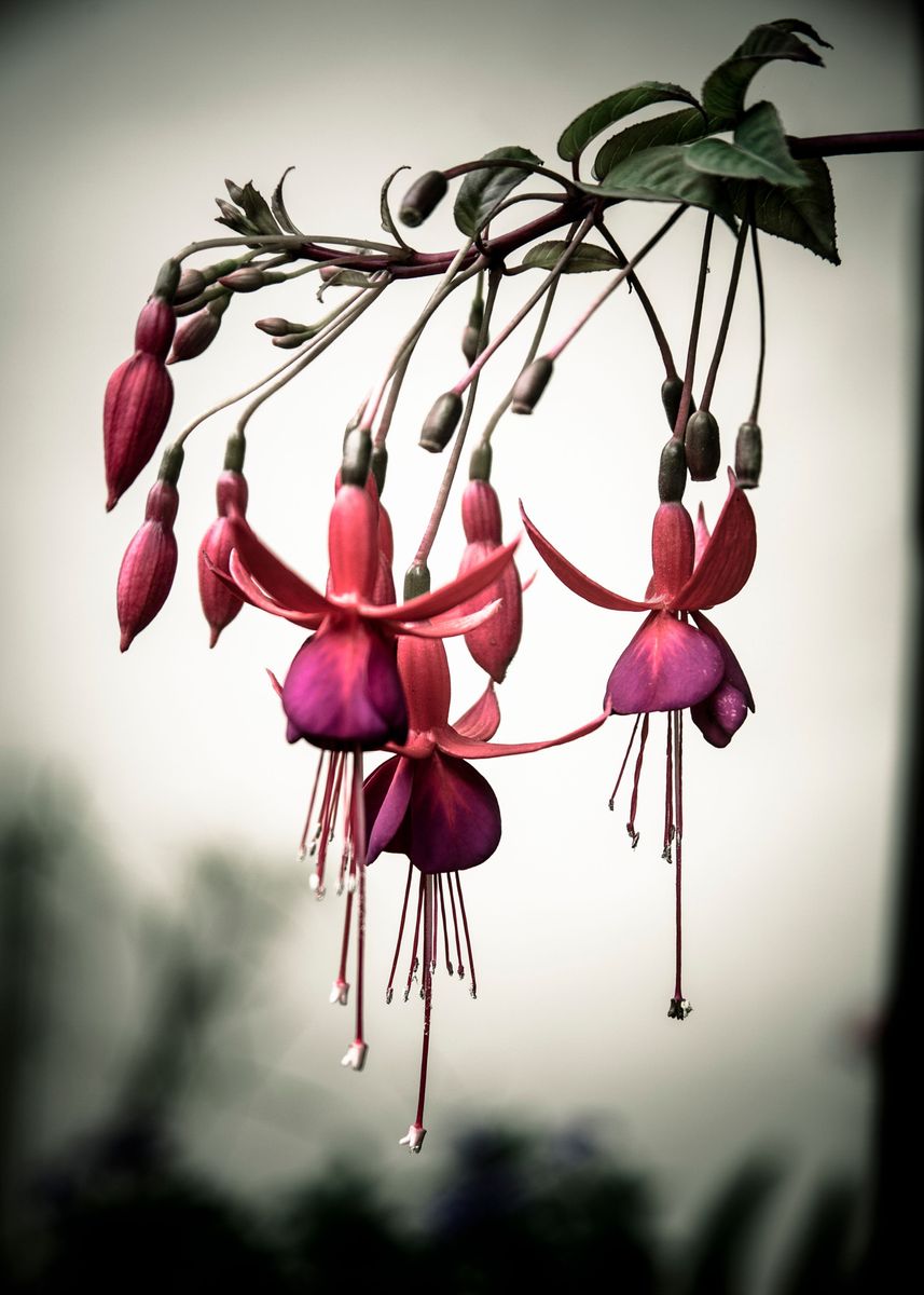 'Drooping Flowers Fuschias' Poster, picture, metal print, paint by ...